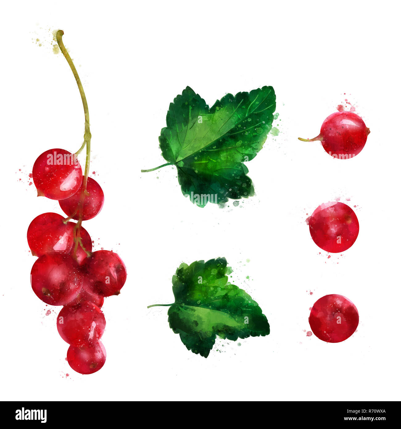 Red currant on white background. Watercolor illustration Stock Photo ...
