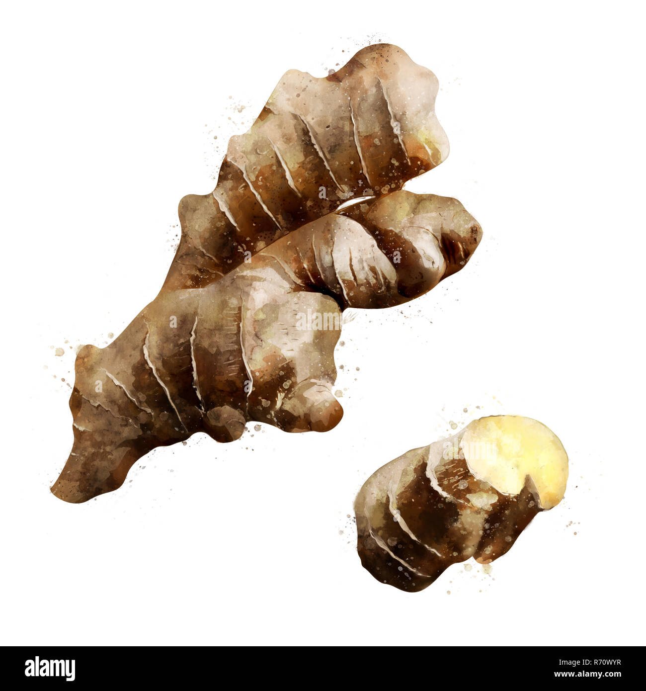 Ginger painting Cut Out Stock Images & Pictures - Alamy