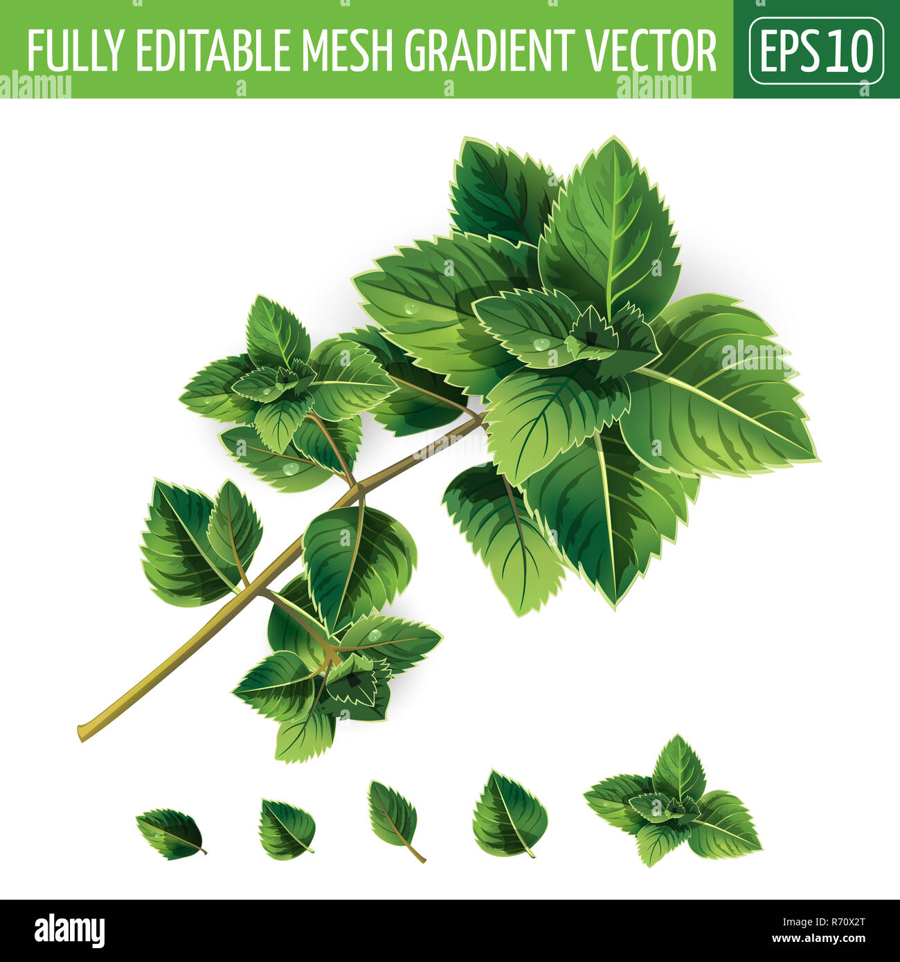 Mint on white background. Vector illustration Stock Photo - Alamy