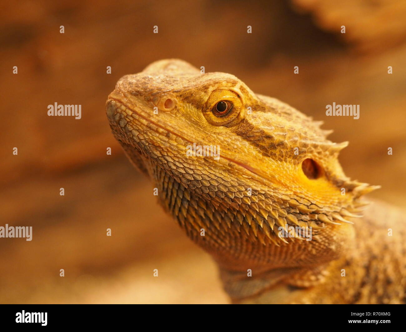 Toxicofera hi-res stock photography and images - Alamy