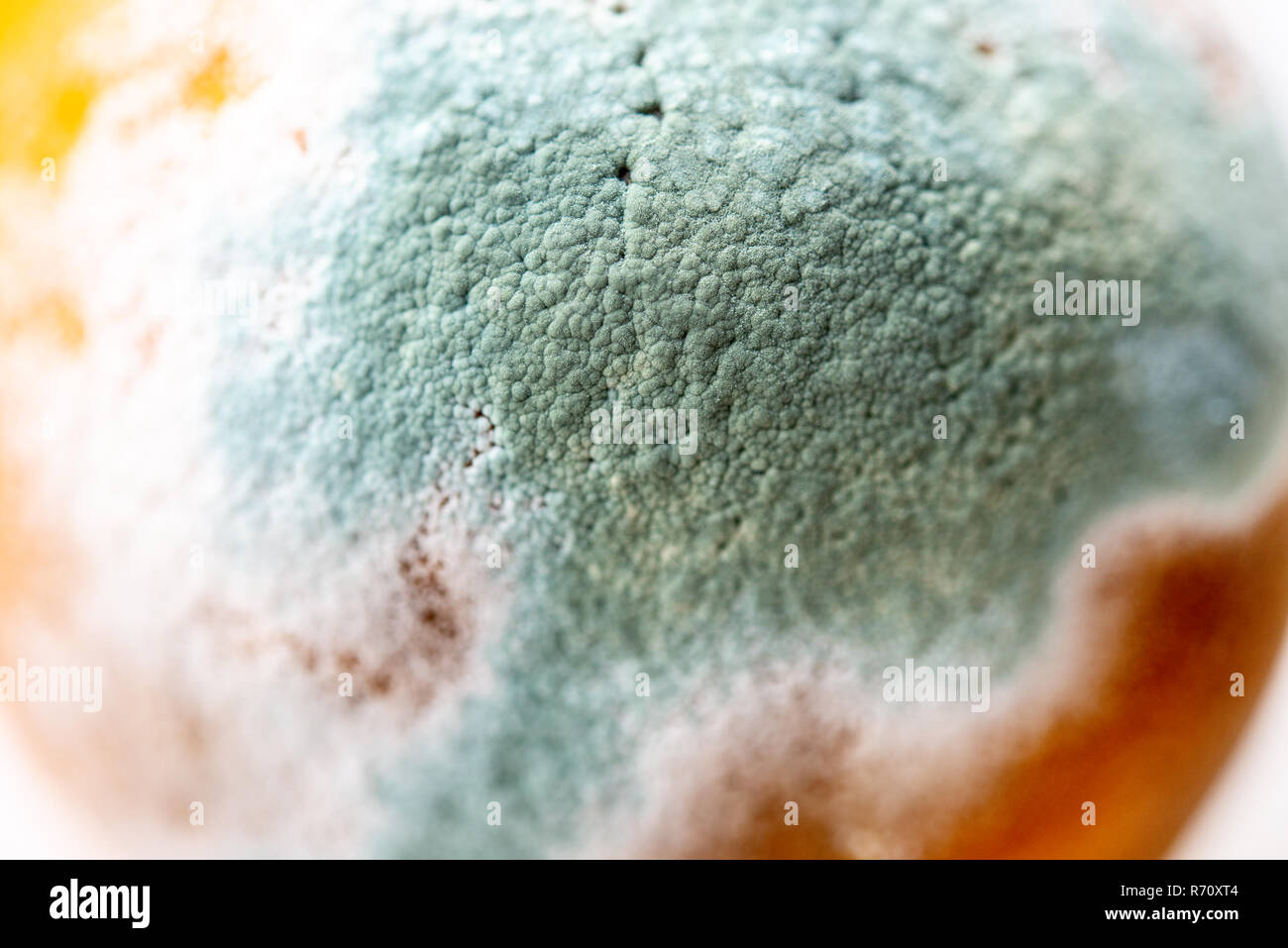 Orange molding hi-res stock photography and images - Alamy