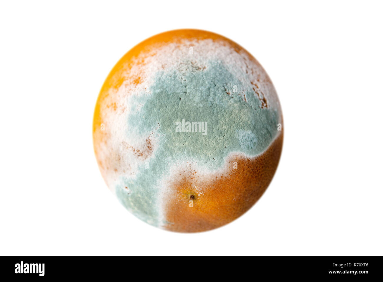 Orange mold isolated on Cut Out Stock Images & Pictures - Alamy