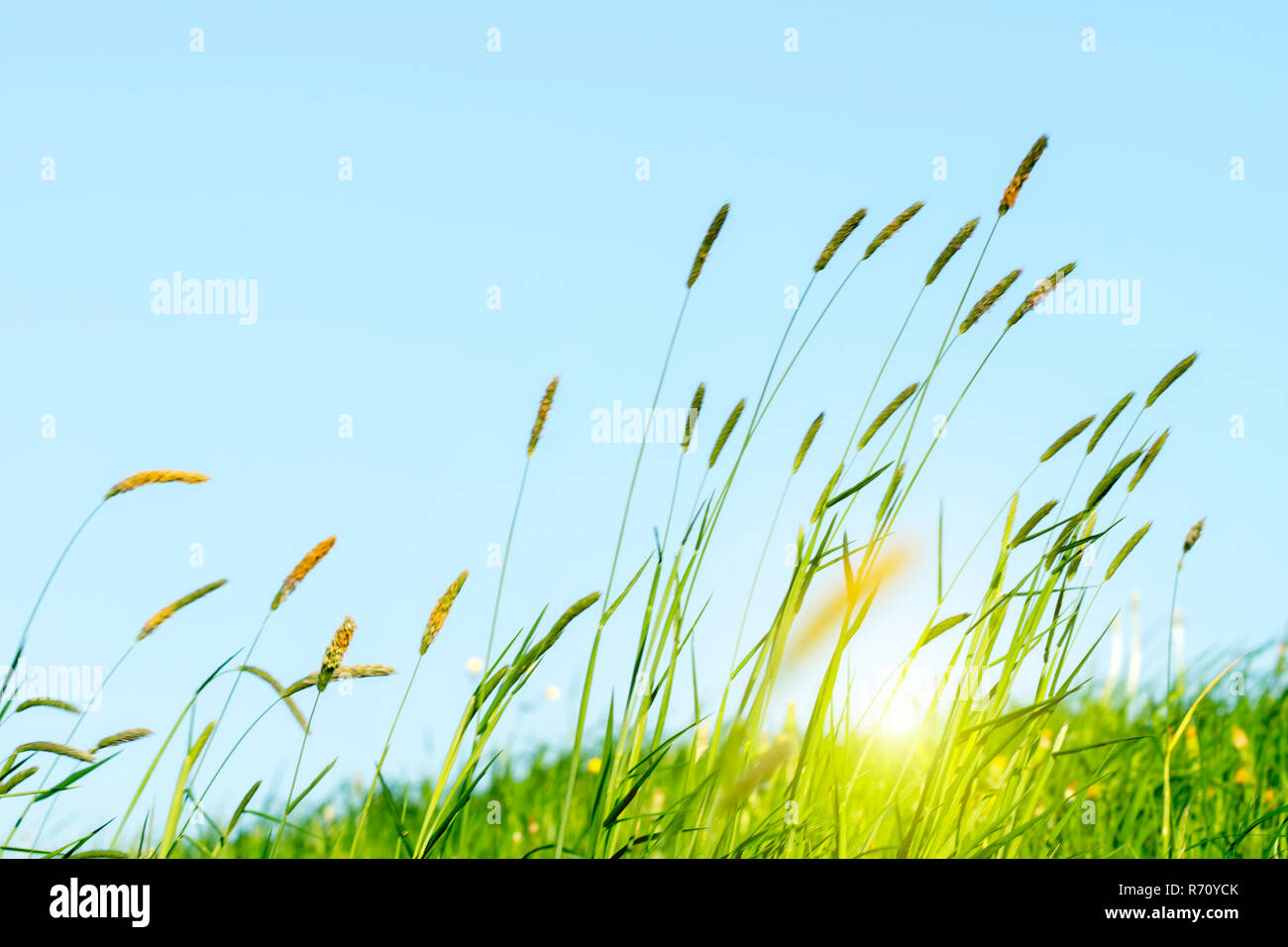 Ten blades hi-res stock photography and images - Alamy