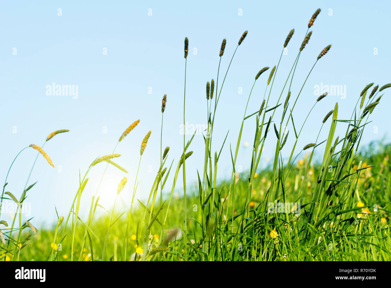 Ten blades hi-res stock photography and images - Alamy