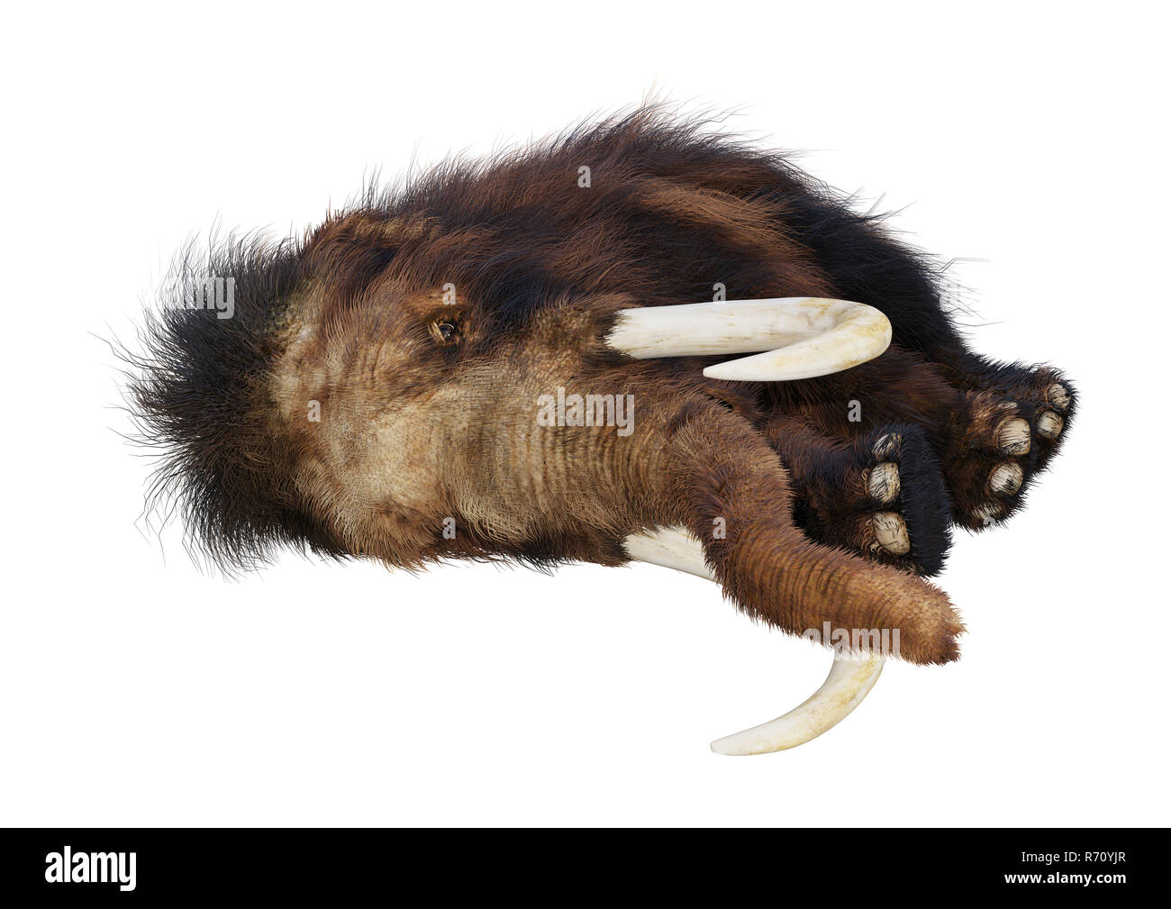 3D Rendering Woolly Mammoth on White Stock Photo - Alamy