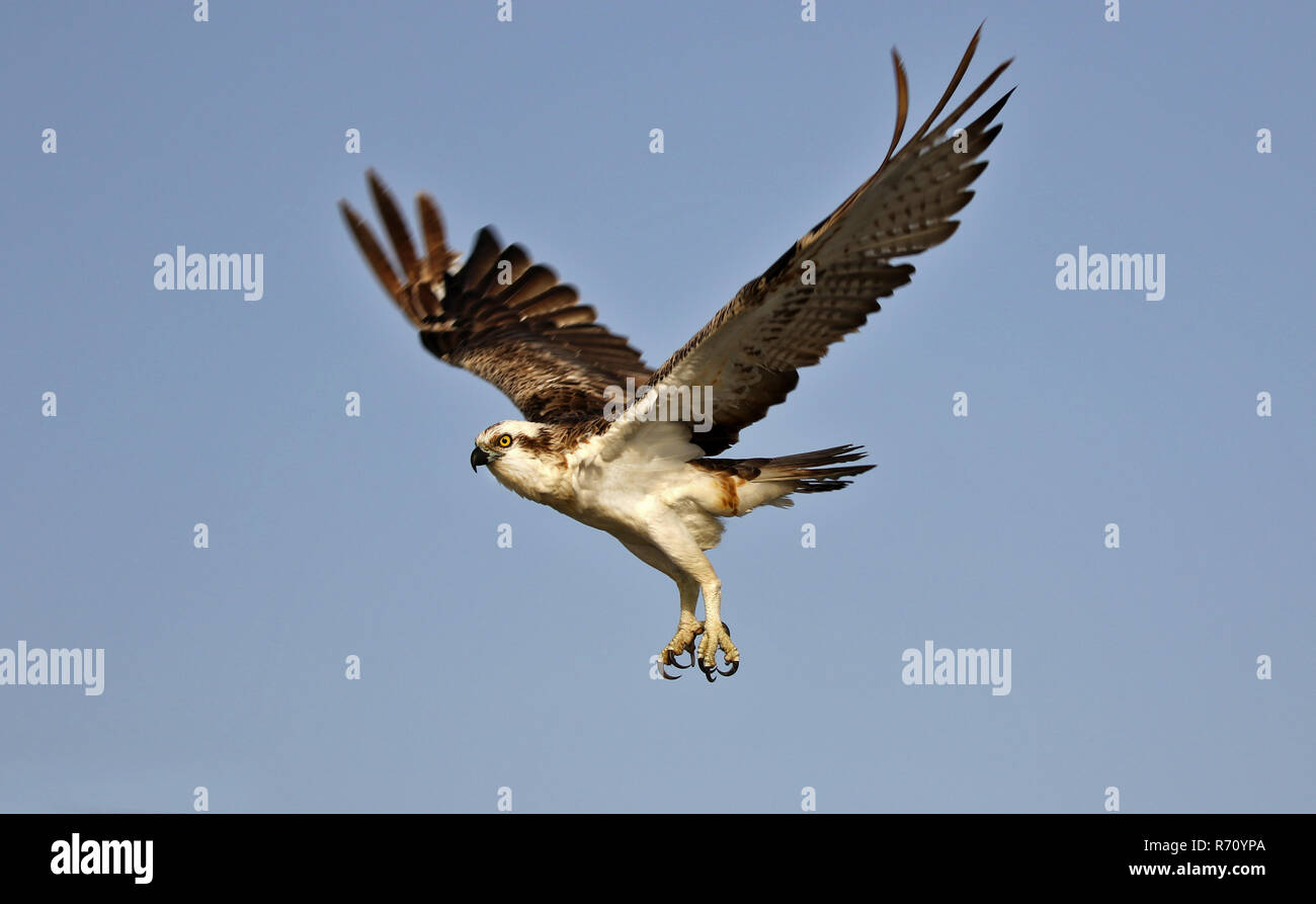 Flight bird birds nose hi-res stock photography and images - Alamy