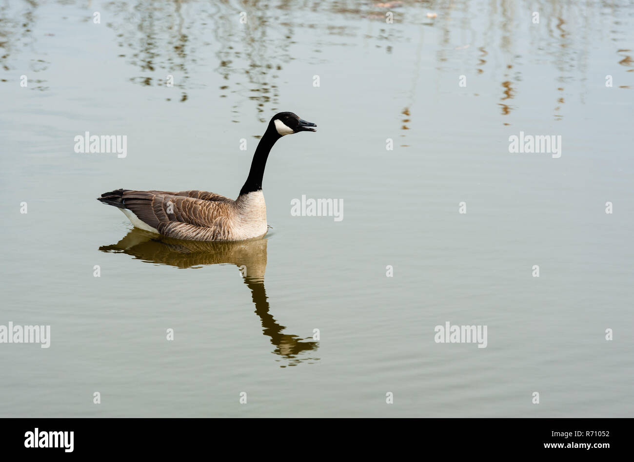 Single Canada Goose on pond Stock Photo - Alamy