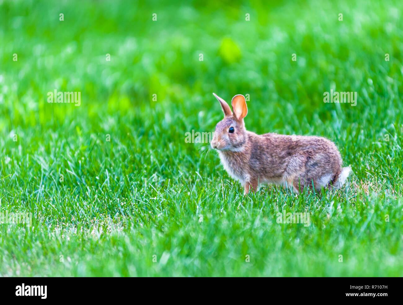 Focus on wild rabbit walking in green grass Stock Photo - Alamy