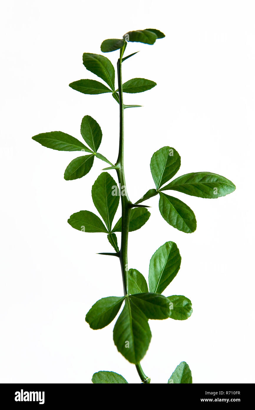 Beautiful branch of wild mandarin with spikes. Isolate on white ...