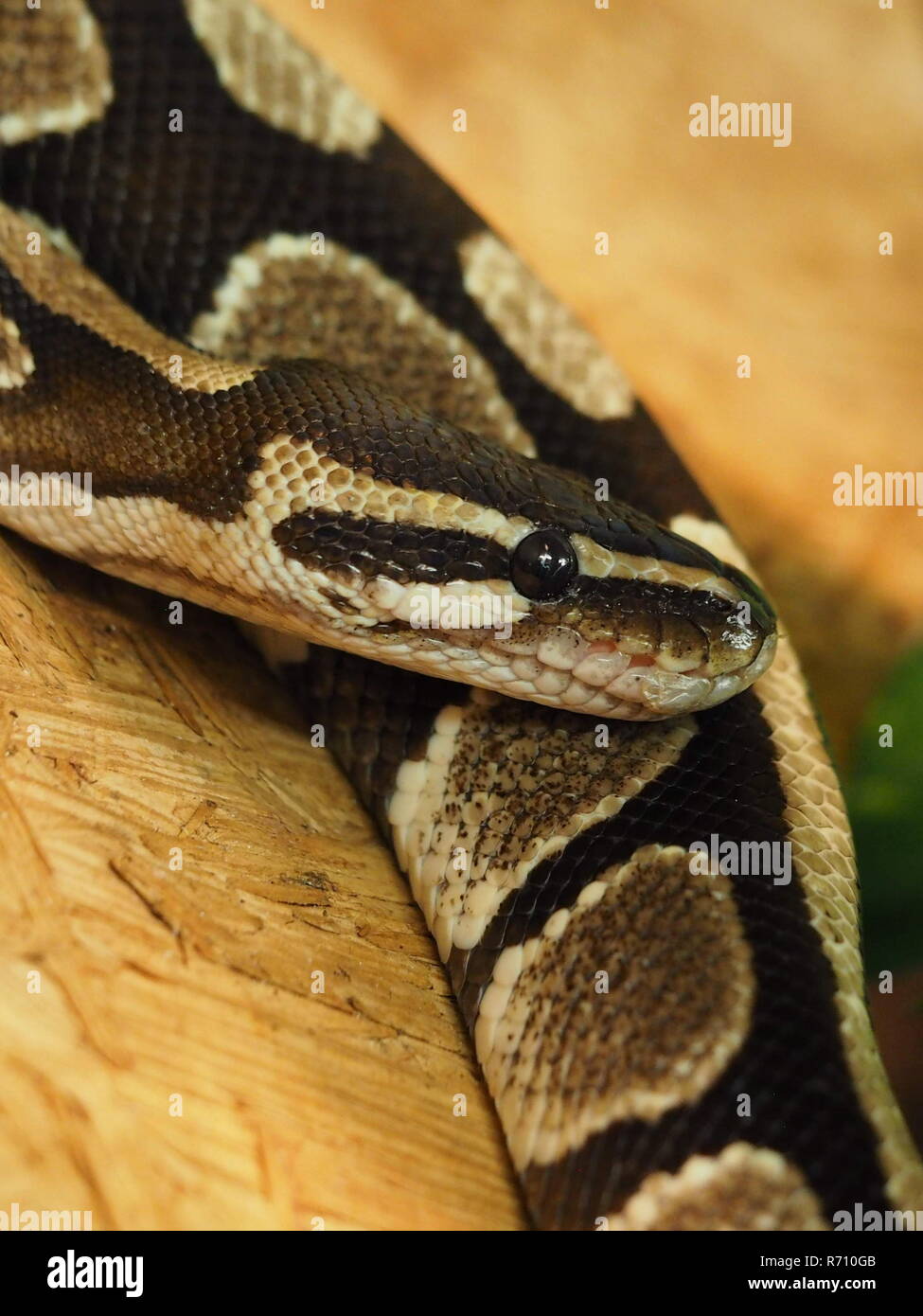 Toxicofera hi-res stock photography and images - Alamy