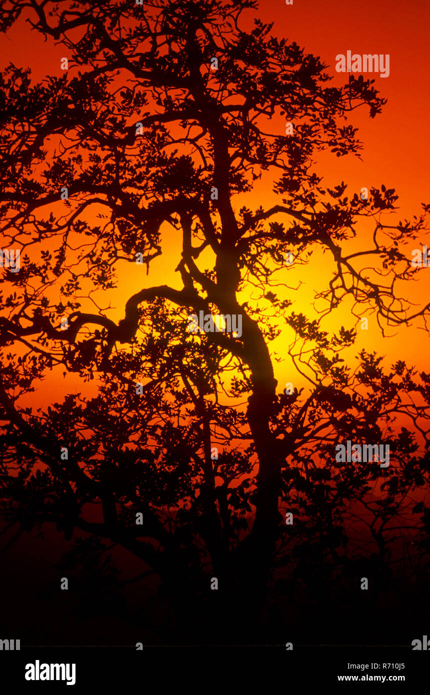 Tree with sunset Stock Photo - Alamy