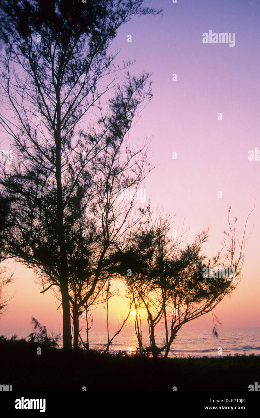 Trees with sunset Stock Photo - Alamy