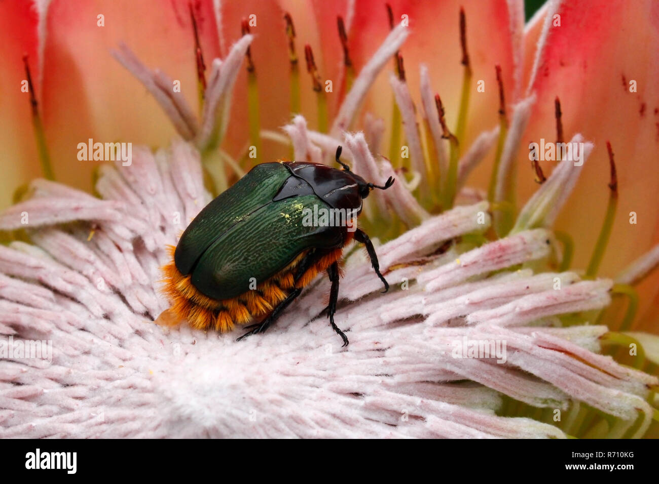 African Flower Beetle Stock Photos & African Flower Beetle Stock Images ...