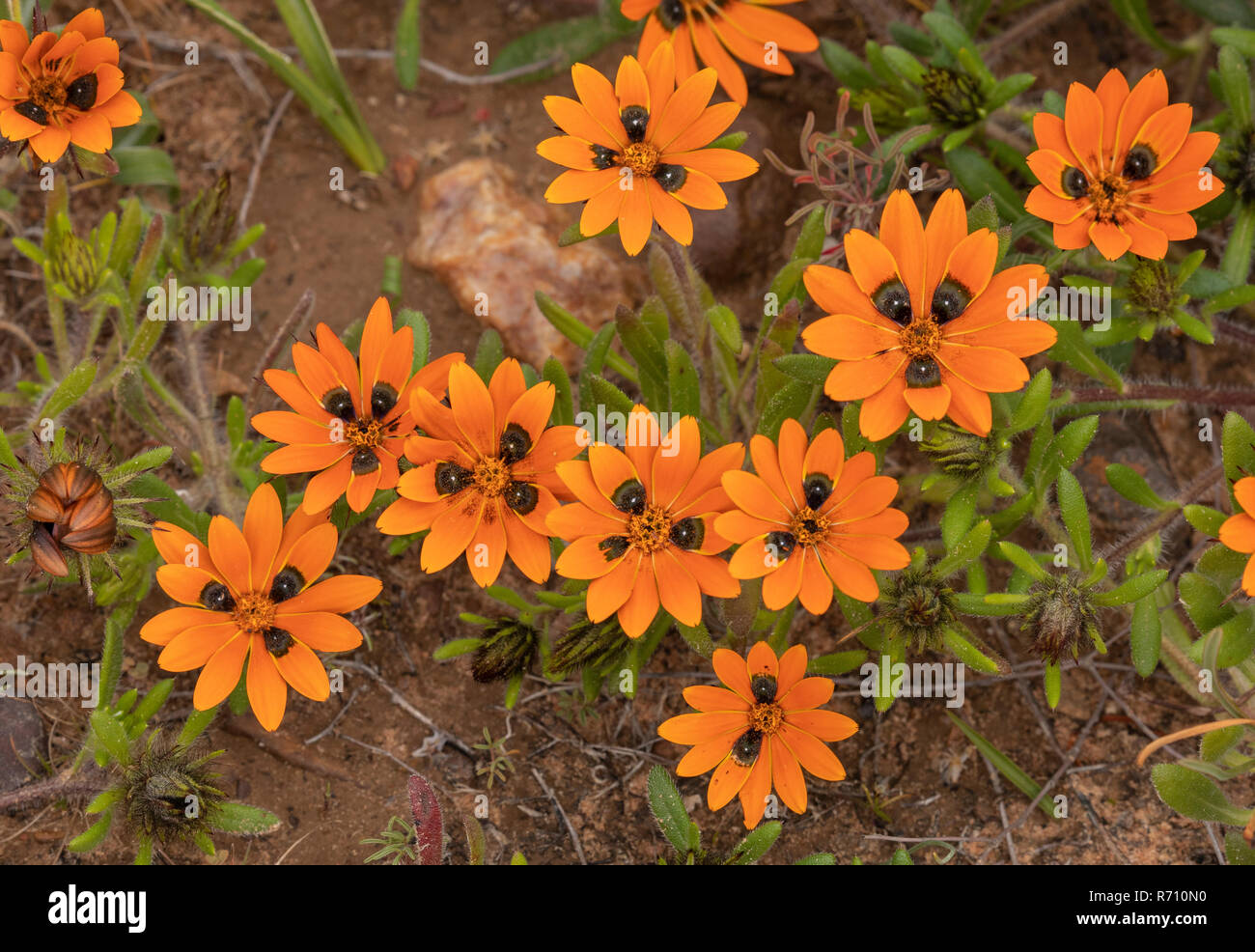 Beetle daisy, Gorteria diffusa ssp diffusa, in flower on the plateau at ...