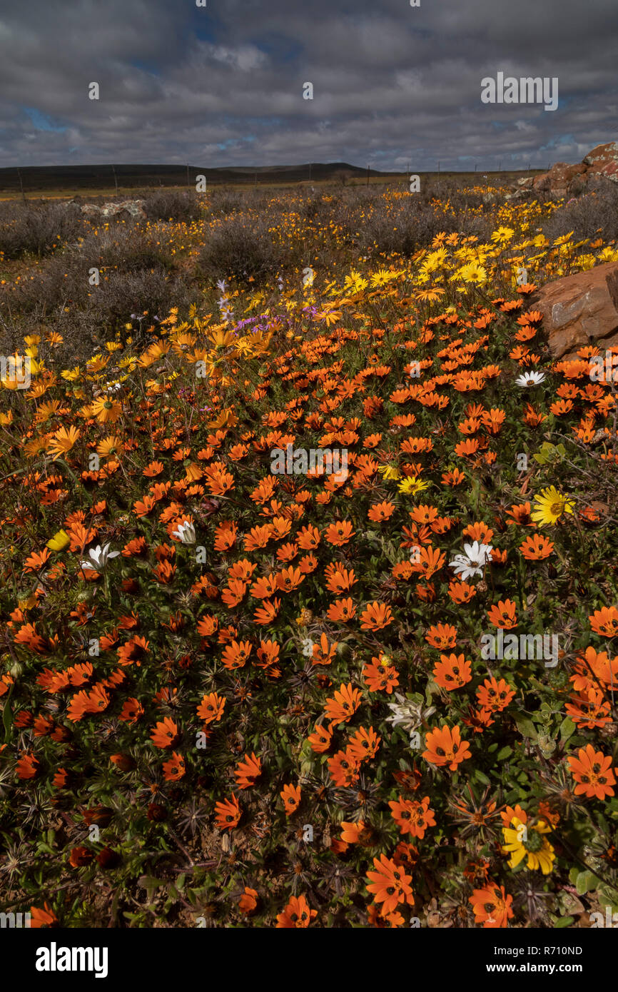 Gorteria diffusa hi-res stock photography and images - Alamy