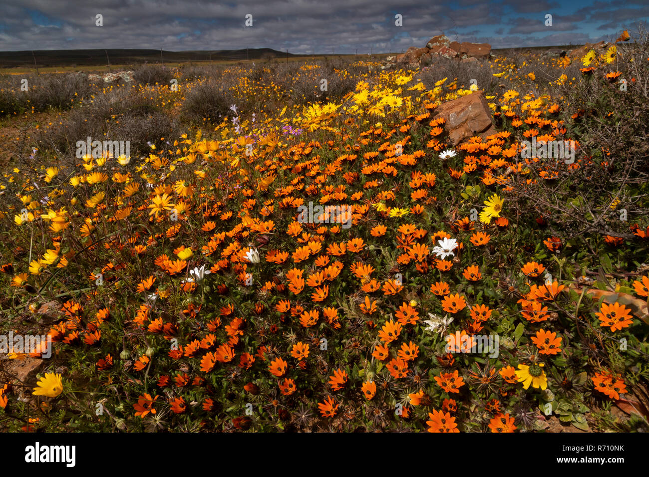 Masses of Beetle daisy, Gorteria diffusa ssp diffusa, and other flowers ...