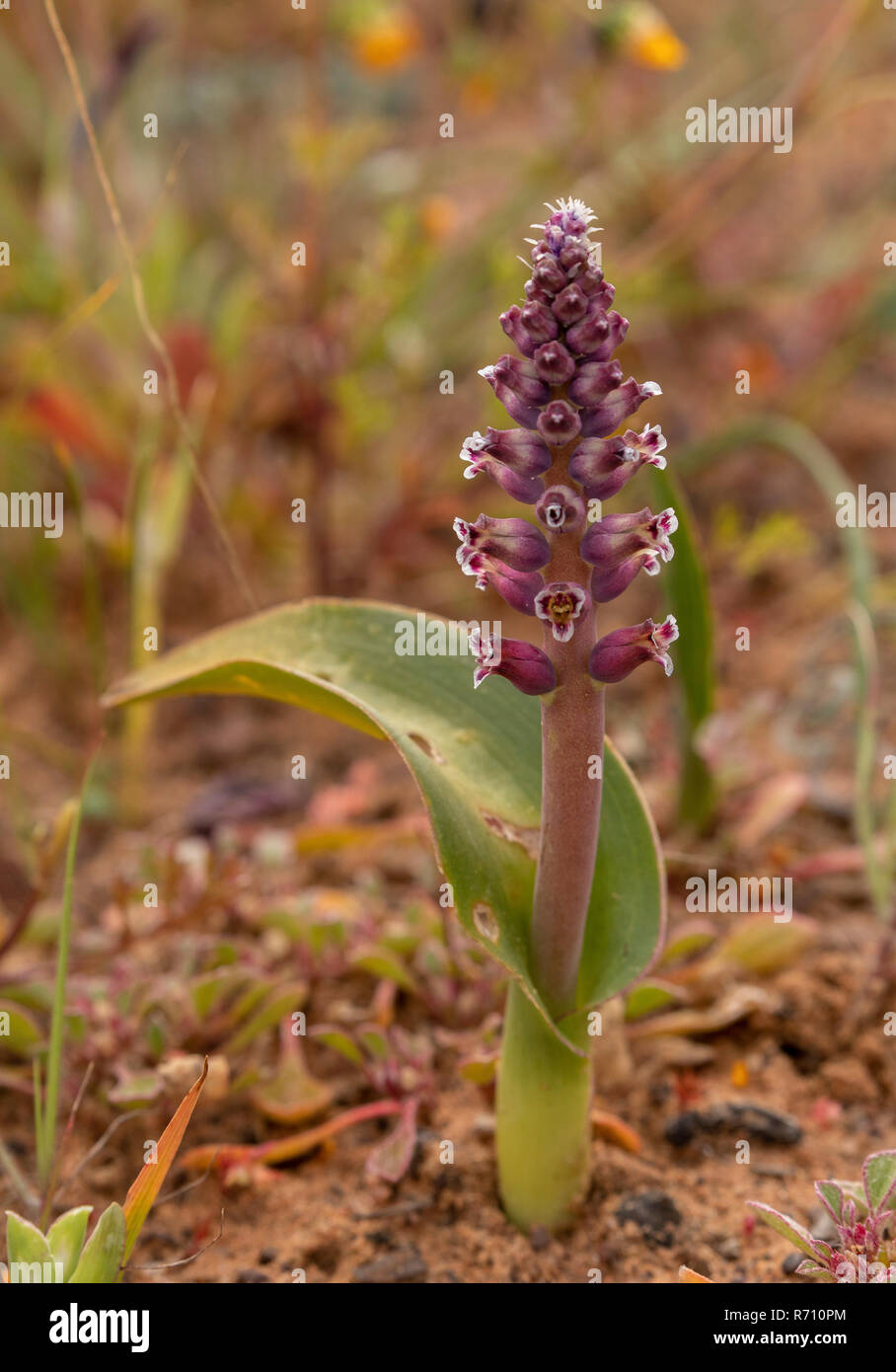Cape hyacinth hi-res stock photography and images - Alamy