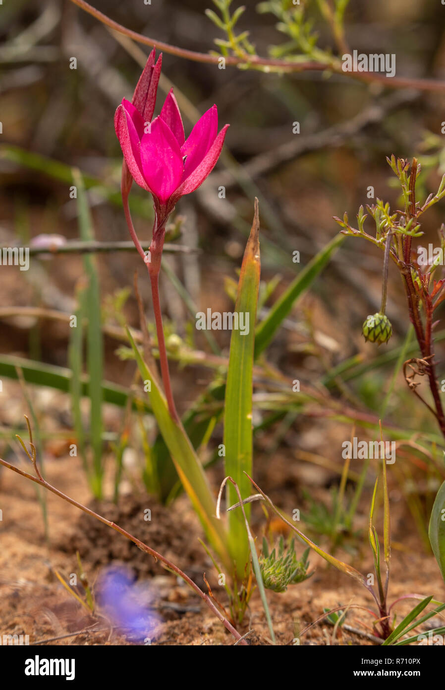 Hesperantha flower hi-res stock photography and images - Alamy