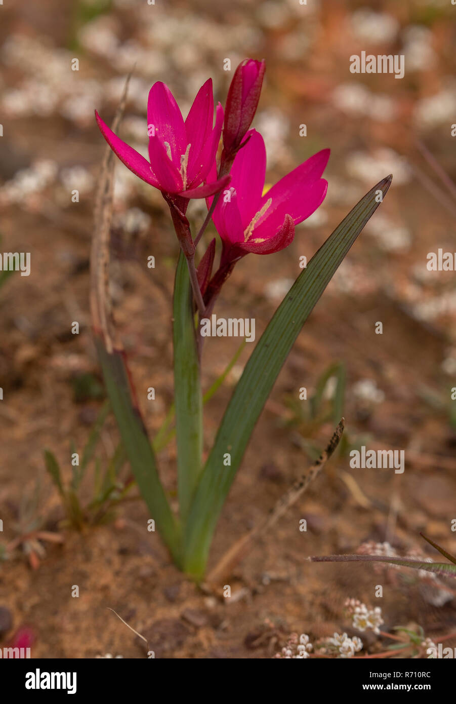Hesperantha flower hi-res stock photography and images - Alamy