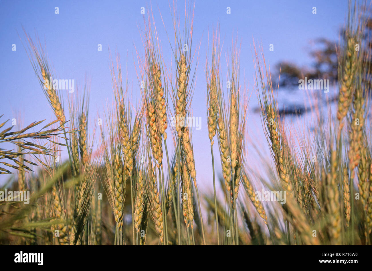 Wheat economy hi-res stock photography and images - Alamy