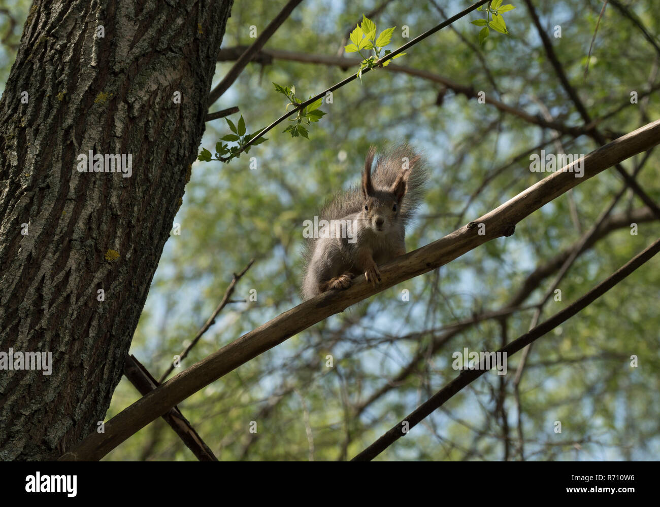 squirrel sits on a tree branch Stock Photo - Alamy