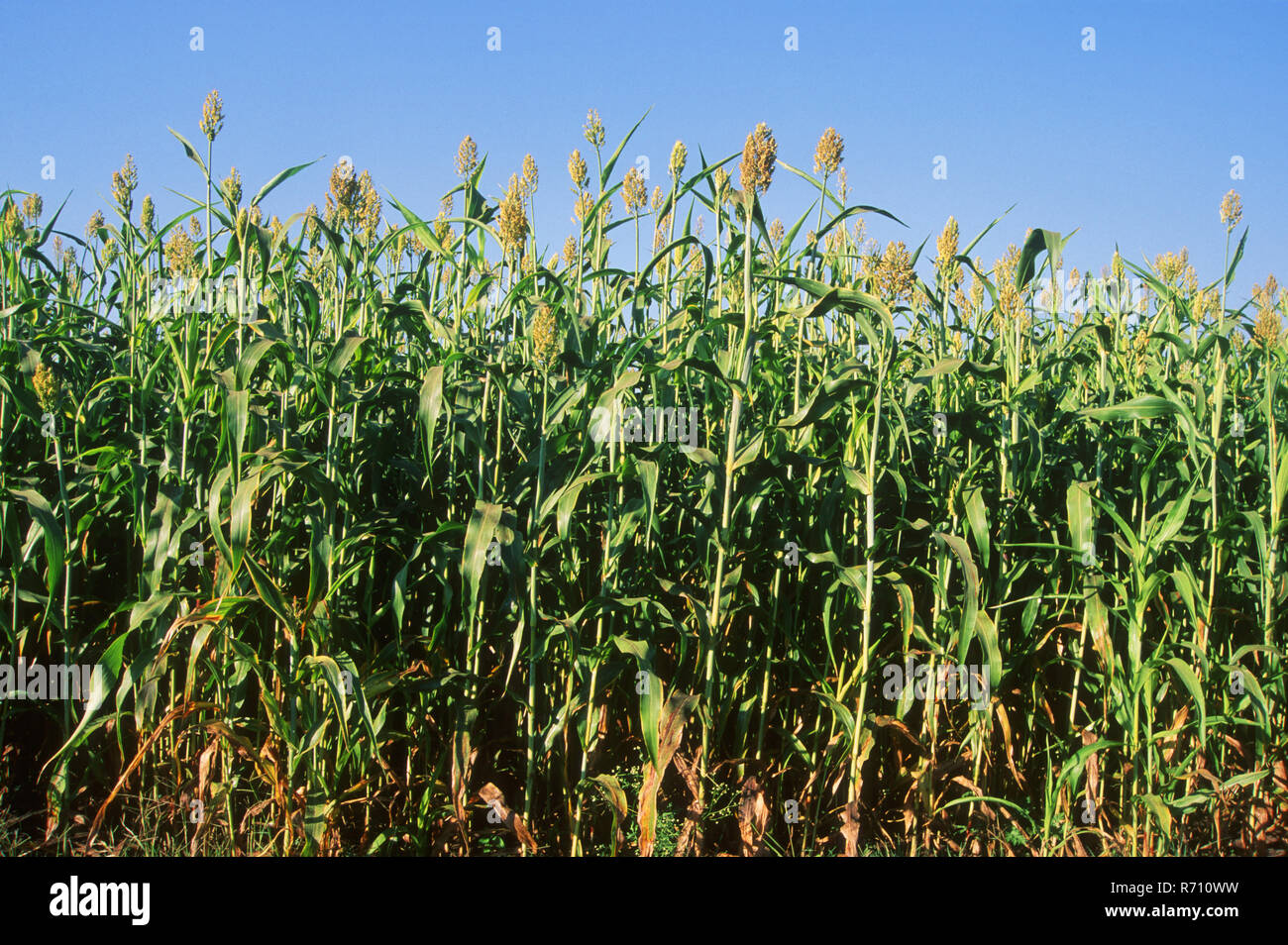 Jawahar hi-res stock photography and images - Alamy