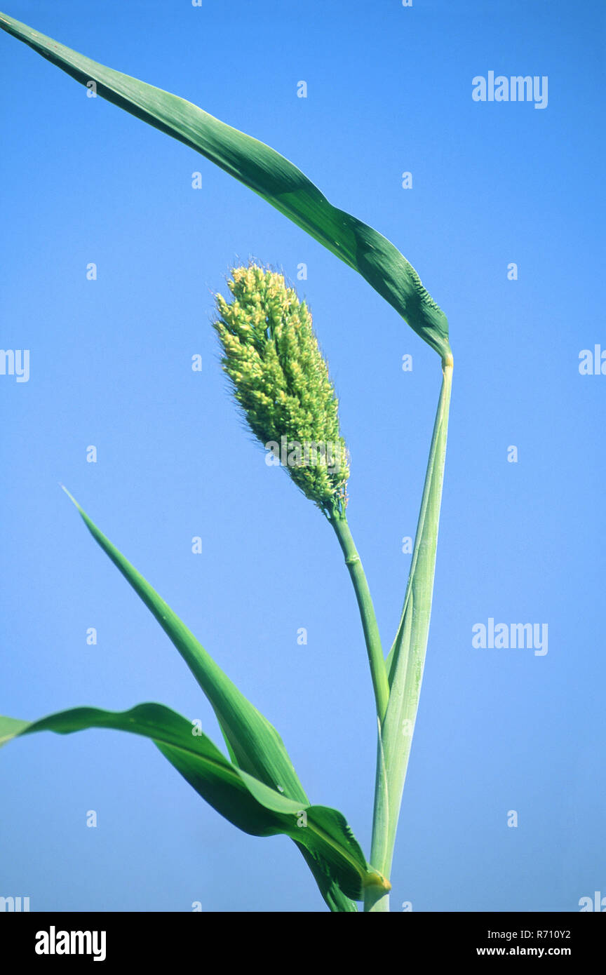 Jowar crops hi-res stock photography and images - Alamy