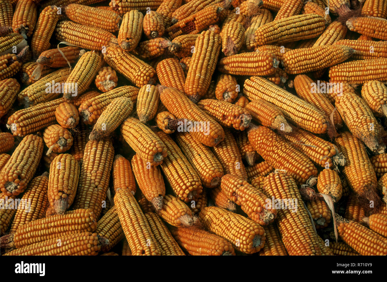 Corn economy hi-res stock photography and images - Alamy