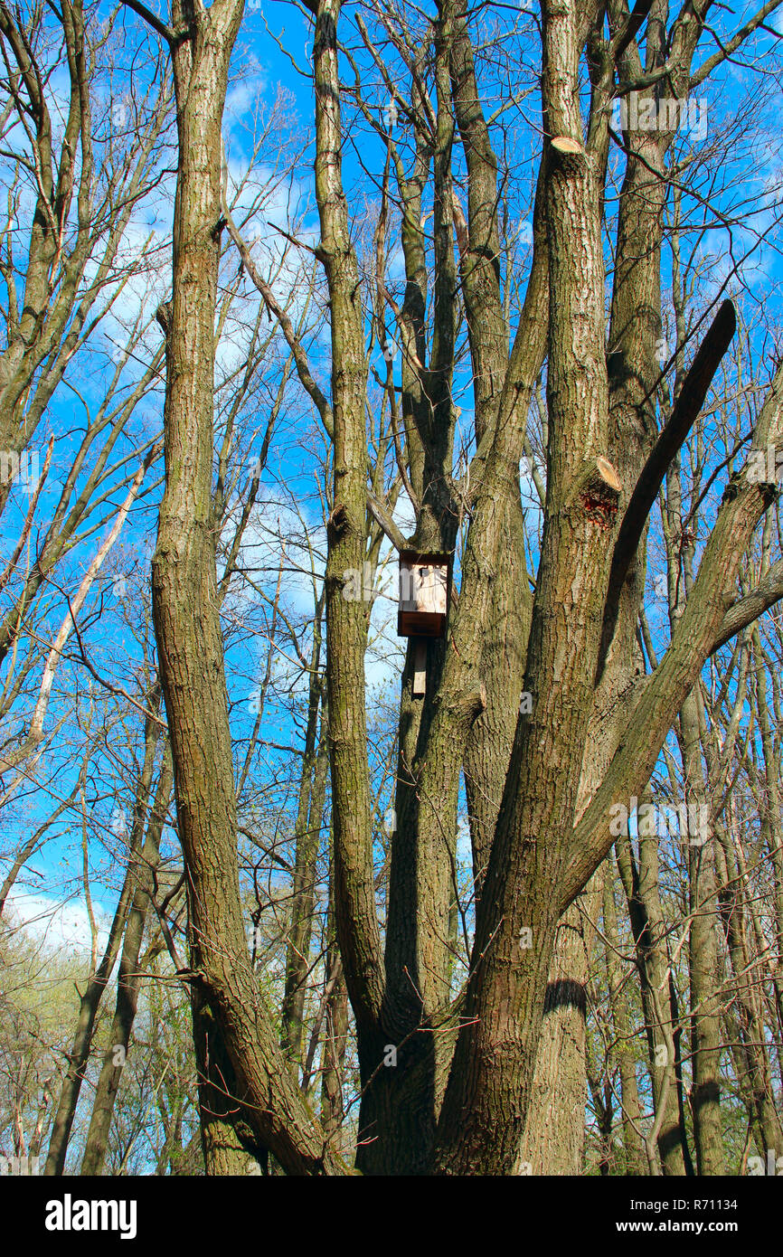 Nest box between trees in spring. Birdhouse Stock Photo - Alamy