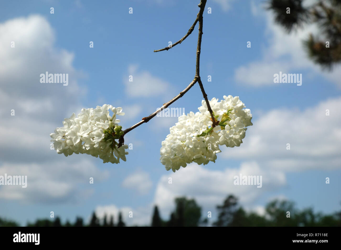 Syringa vulgaris firmament hi-res stock photography and images - Alamy