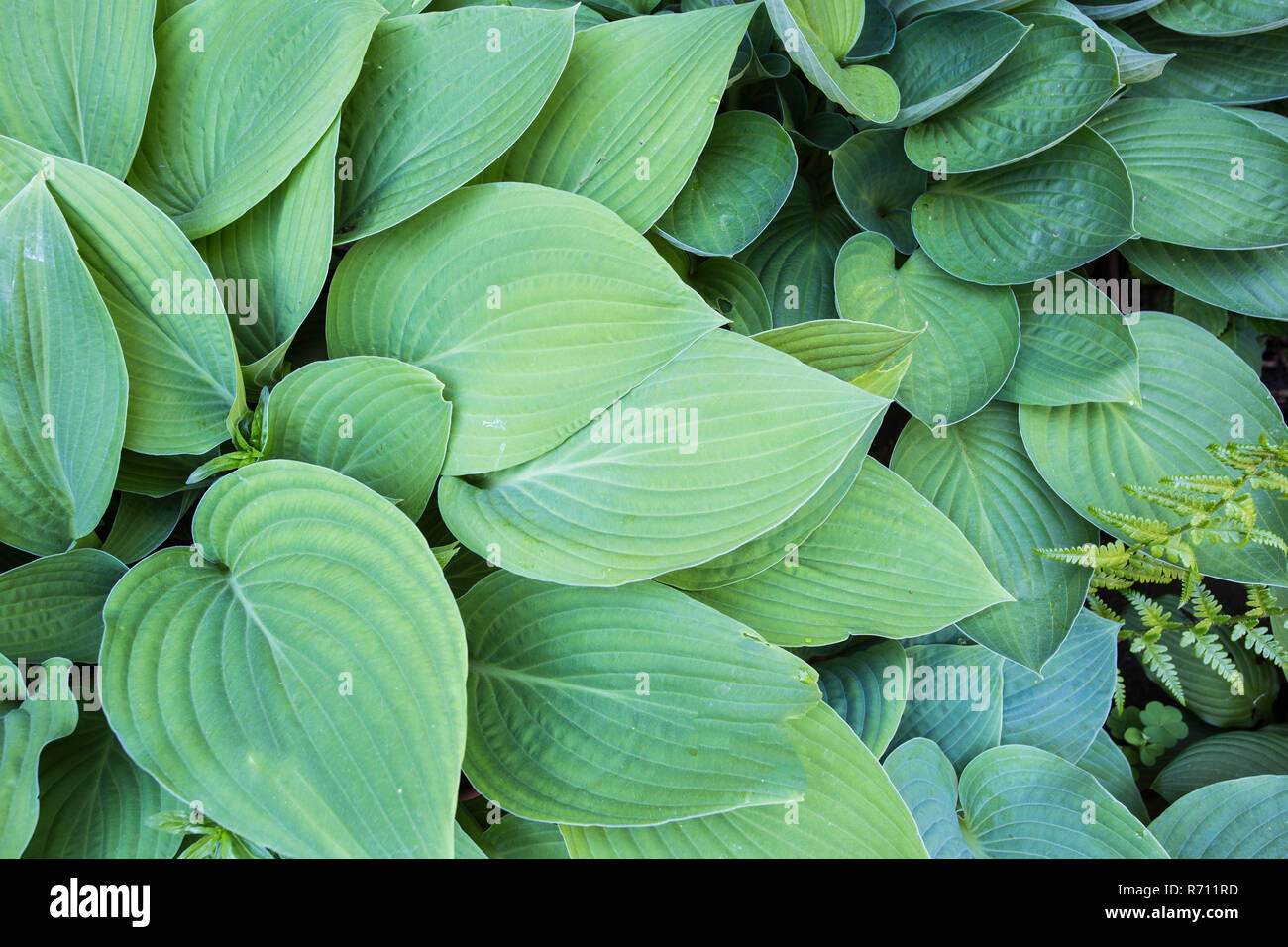Creative layout made of green leaves. Flat lay. Nature concept Stock ...
