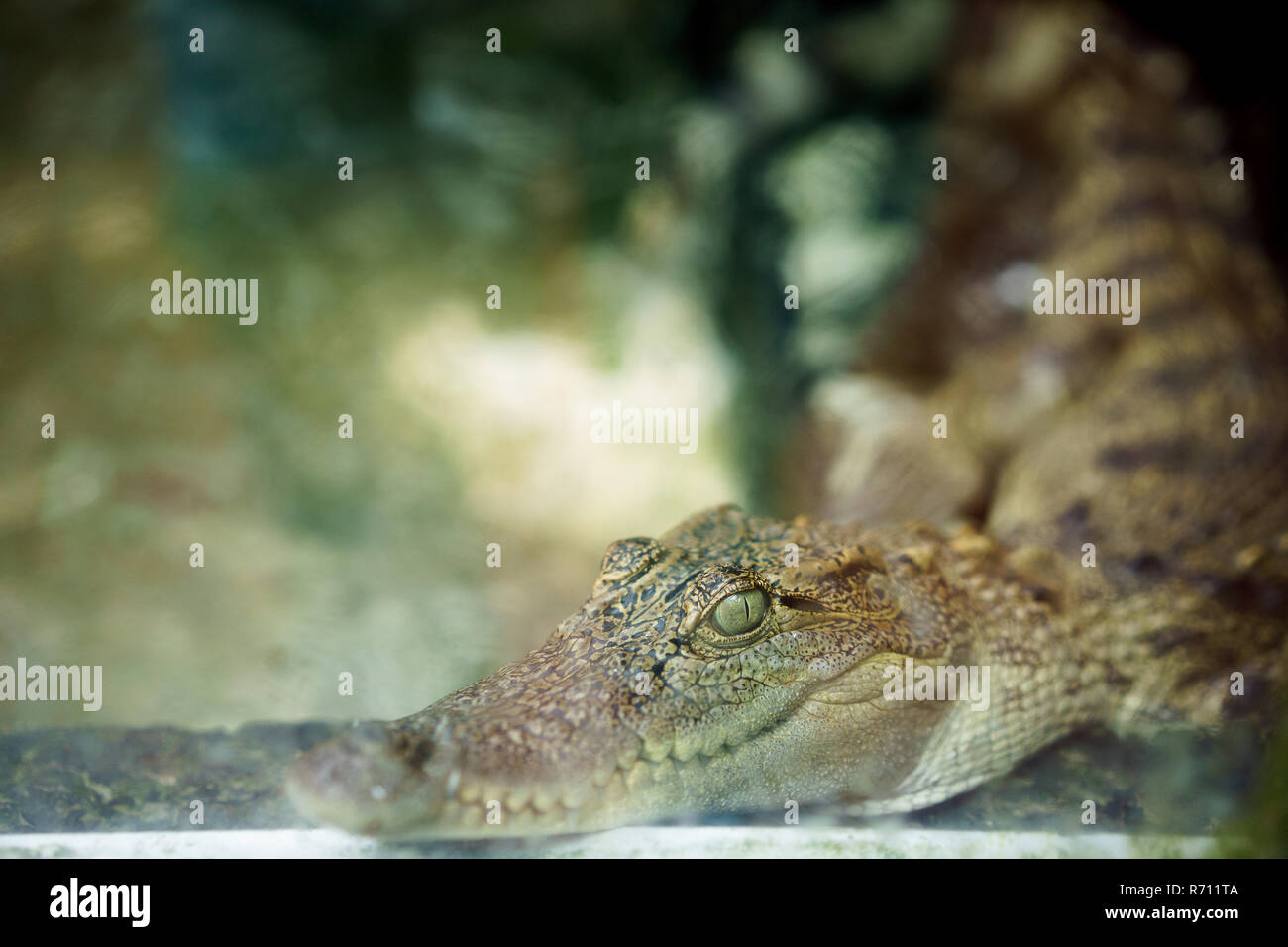 Crocodile jaw strength hi-res stock photography and images - Alamy
