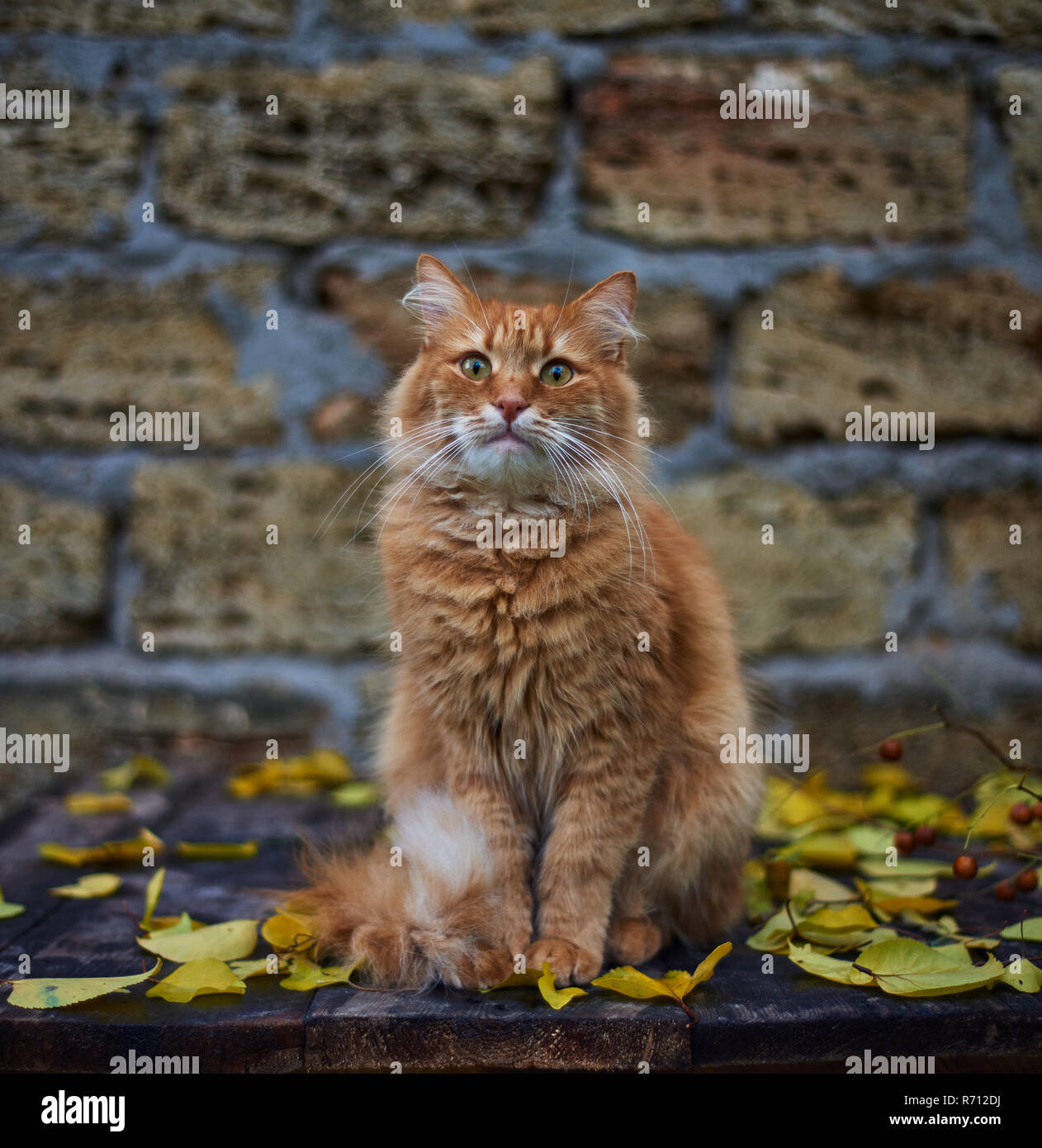 Red fluffy cat hi-res stock photography and images - Alamy