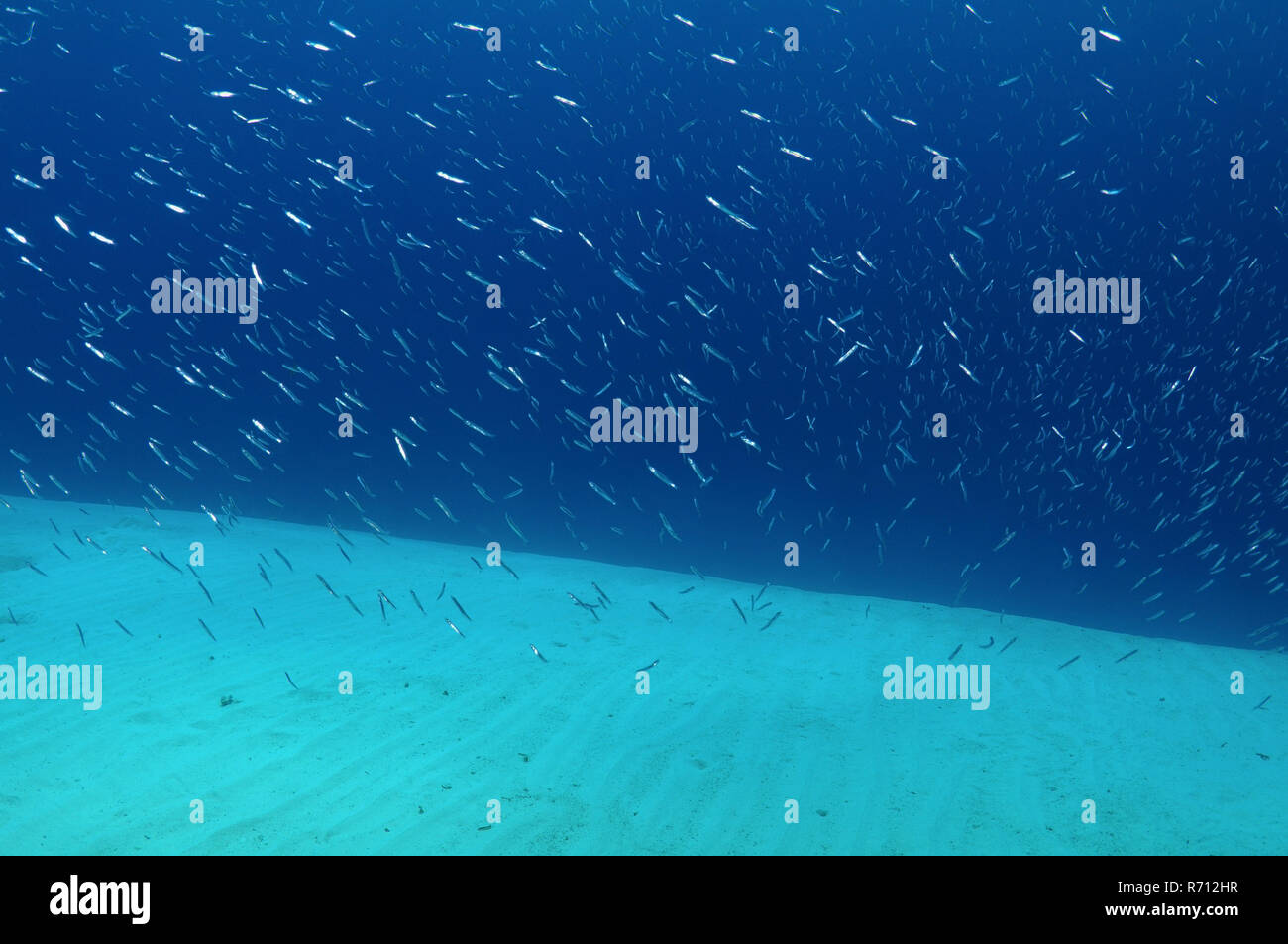 Small fish big ocean hi-res stock photography and images - Alamy