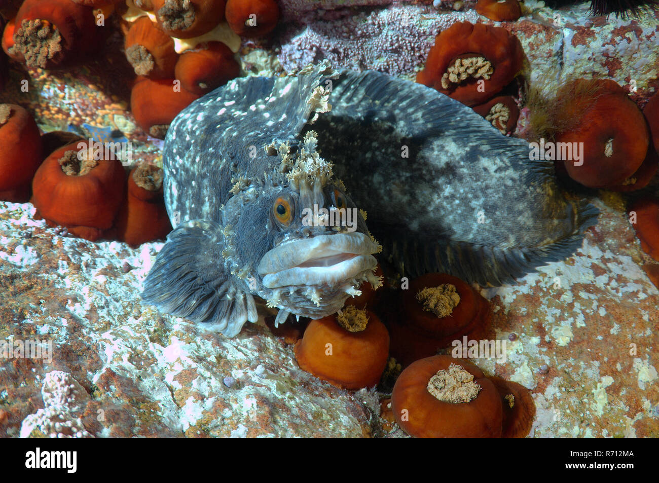 Japanese warbonnet hi-res stock photography and images - Alamy