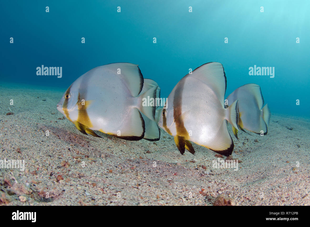 Batfish Orbiculate Adult