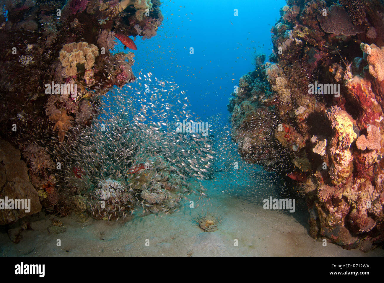 Pempherids hi-res stock photography and images - Alamy