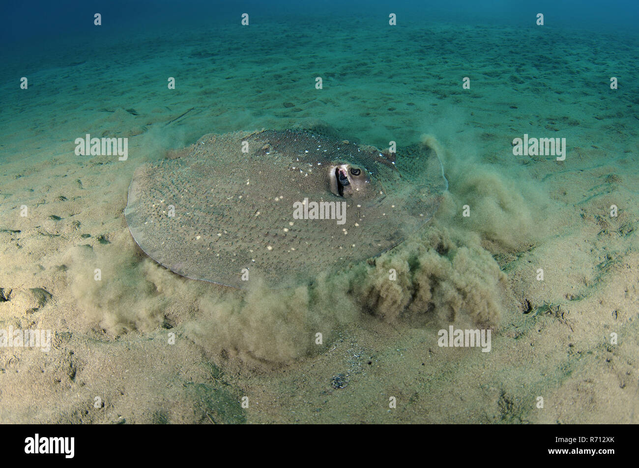 Round Ribbontail Ray, Blotched Fantail Ray (Taeniura meyeni) masking ...