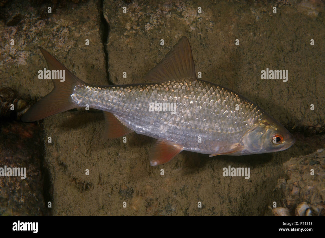 Common Rudd (Scardinius erythrophthalmus), Aleksandrovskiy granite ...