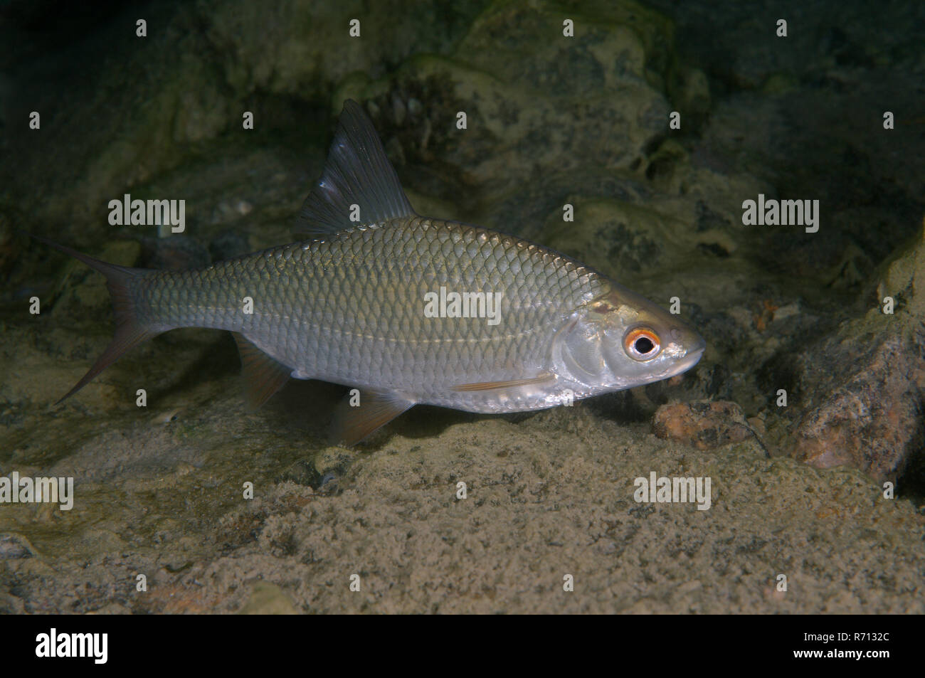 Common Rudd (Scardinius erythrophthalmus), Aleksandrovskiy granite ...