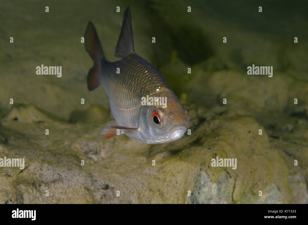 Common Rudd (Scardinius erythrophthalmus), Aleksandrovskiy granite ...