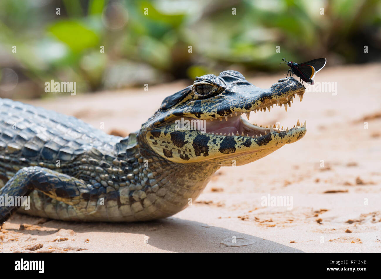 Butterfly Hi Res Bing Wallpaper Alligator Home Eric And Christopher
