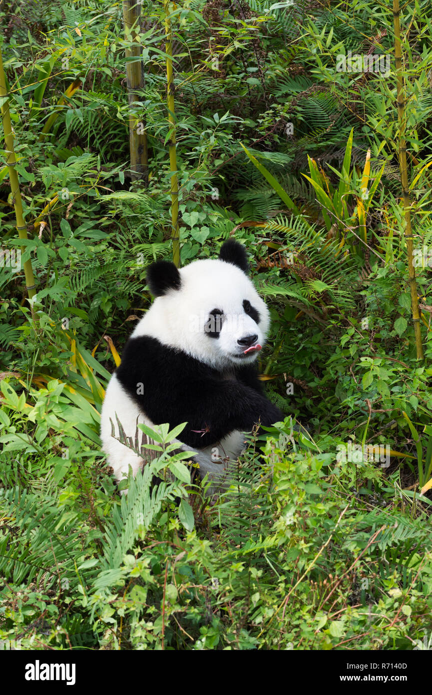 Giant Panda (Ailuropoda melanoleuca), 2 years, China Conservation and ...