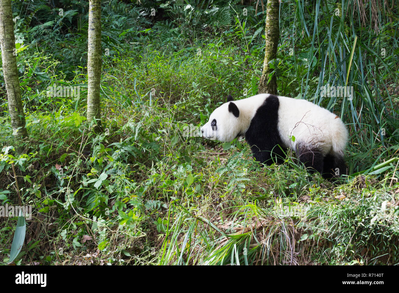 Giant Panda (Ailuropoda melanoleuca), 2 years, China Conservation and ...