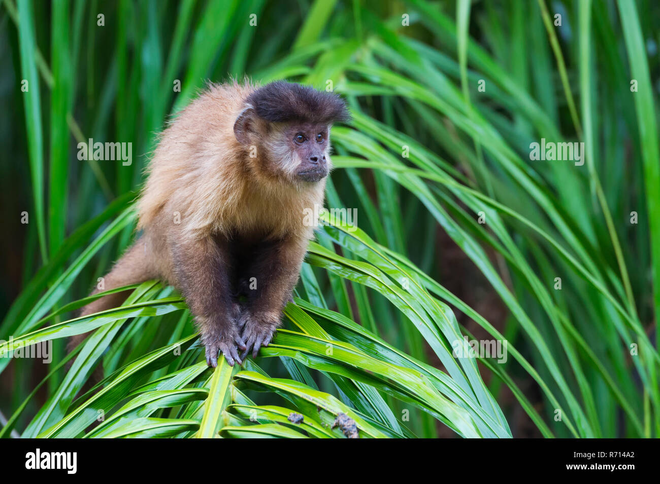 Tufted brown capuchin hi-res stock photography and images - Alamy