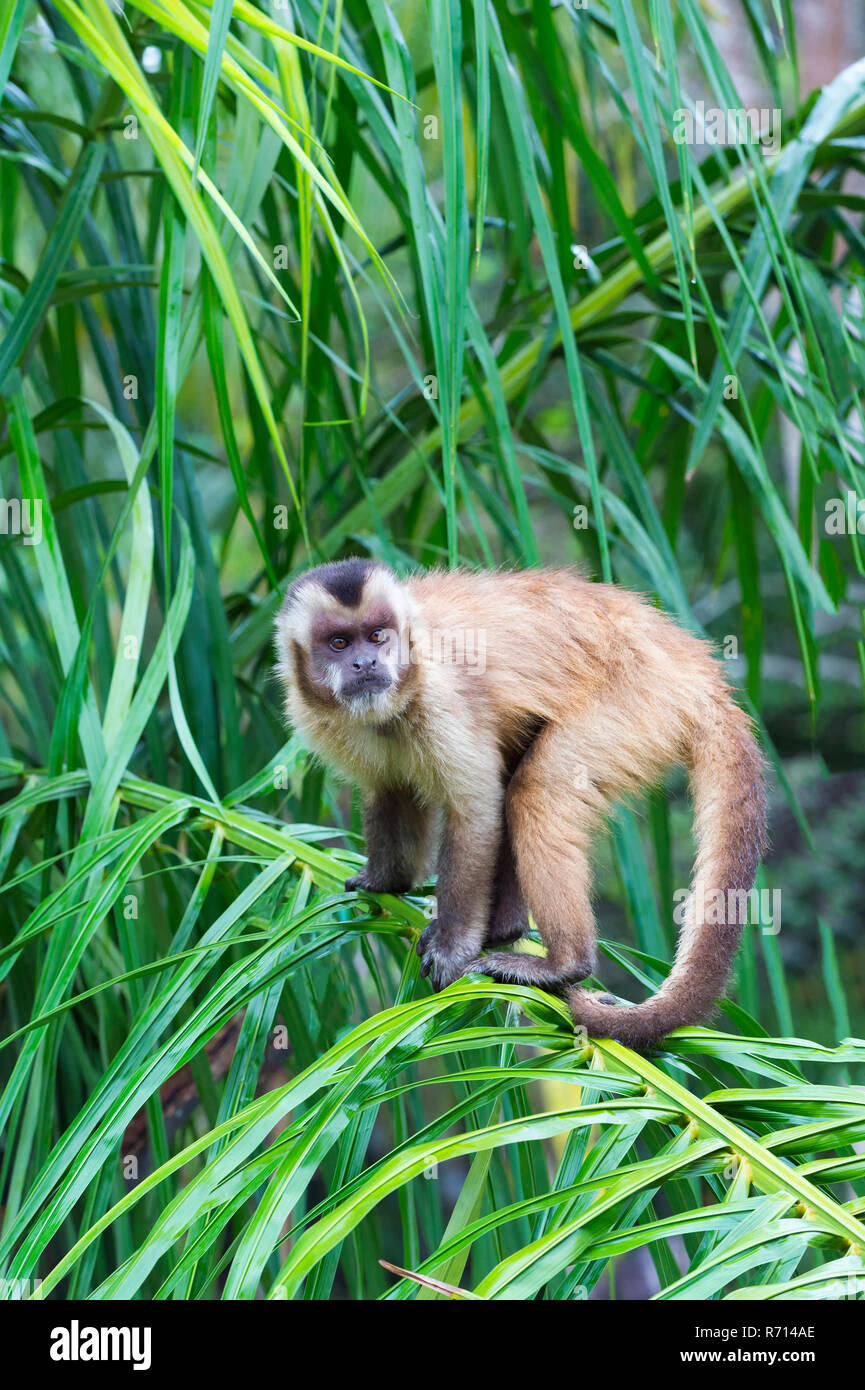 Tufted Capuchin, Black-capped Capuchin or Brown Capuchin (Cebus apella ...
