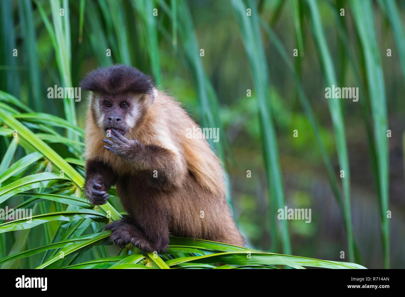 Tufted Capuchin, Black-capped Capuchin or Brown Capuchin (Cebus apella ...