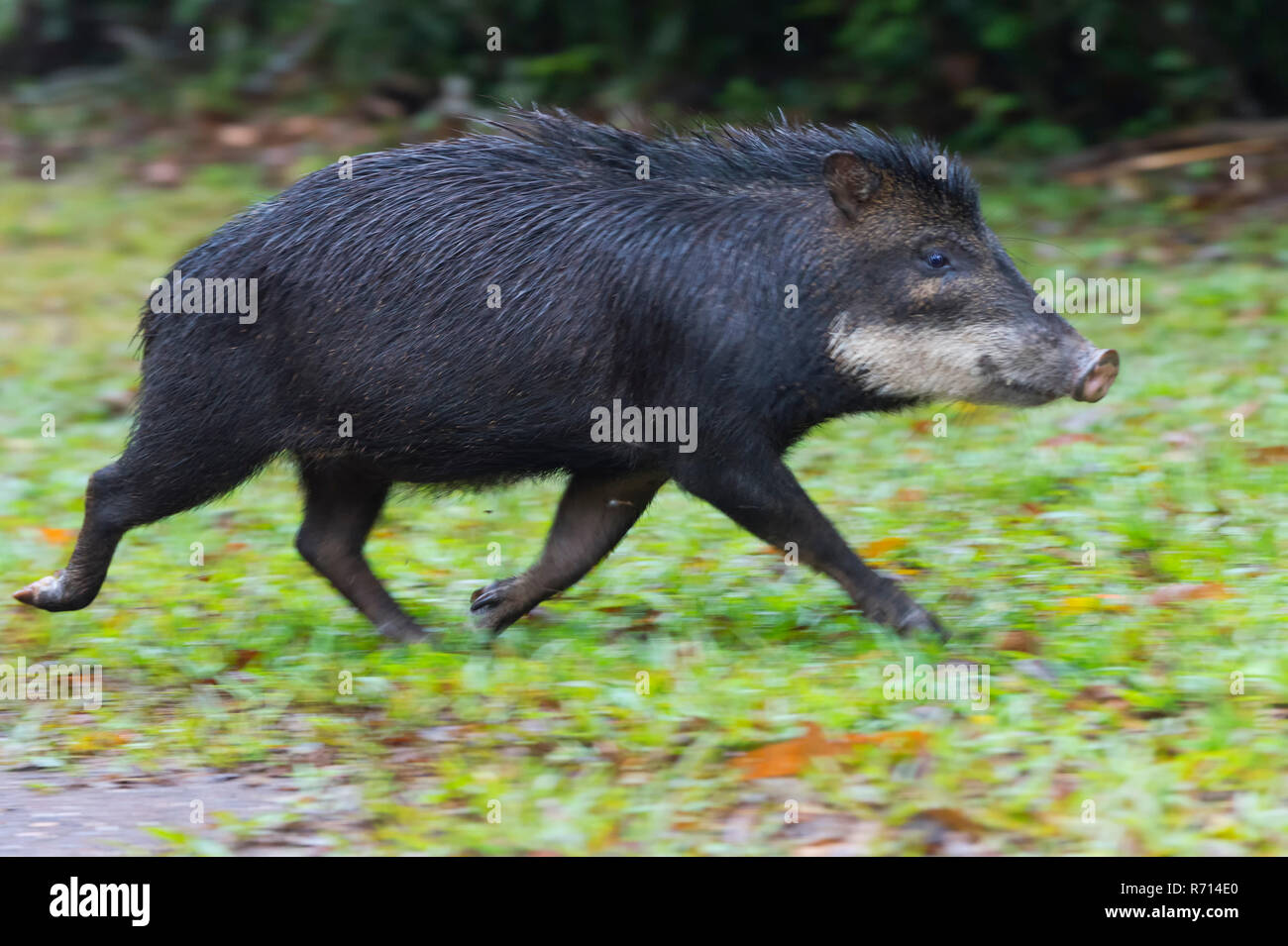 White-lipped Peccary (Tayassu pecari) running, Mato Grosso do Sul ...