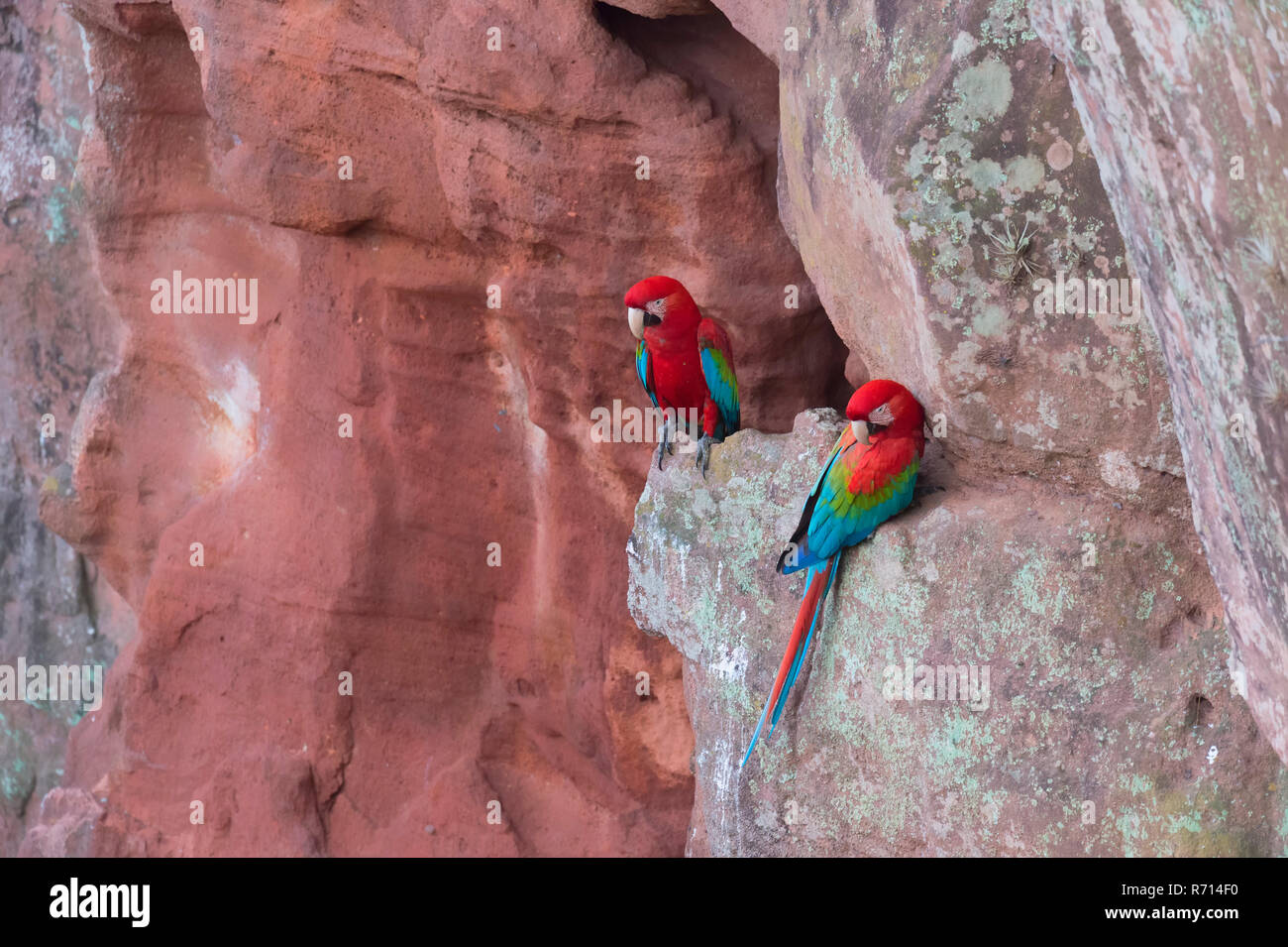 Green-winged Macaws or Red-and-green Macaws (Ara chloropterus), resting ...