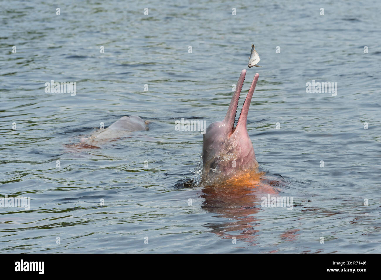 Amazon River Dolphin, Boto or Pink Amazon Dolphin (Inia geoffrensis ...